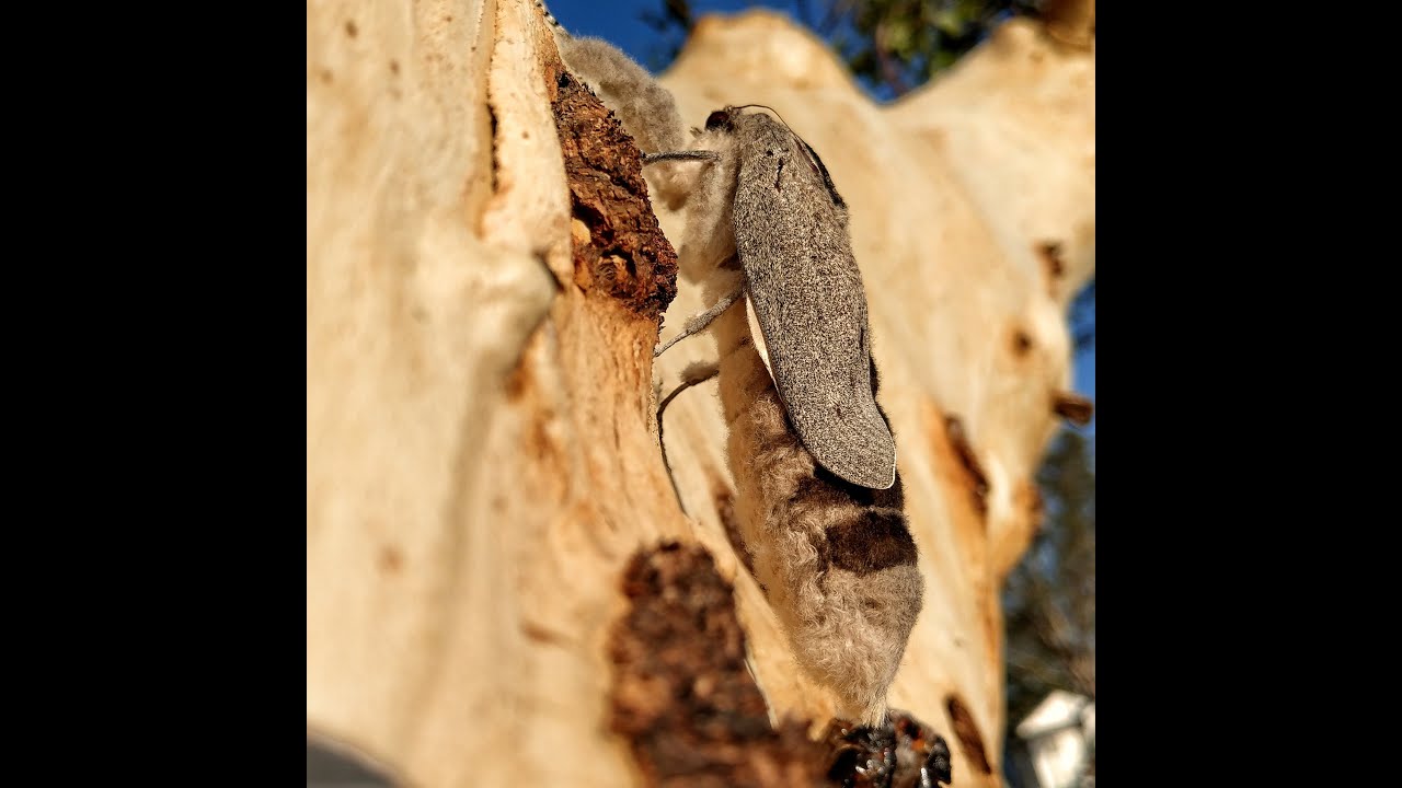 A witchetty grub emerges as a moth! (long version) - YouTube