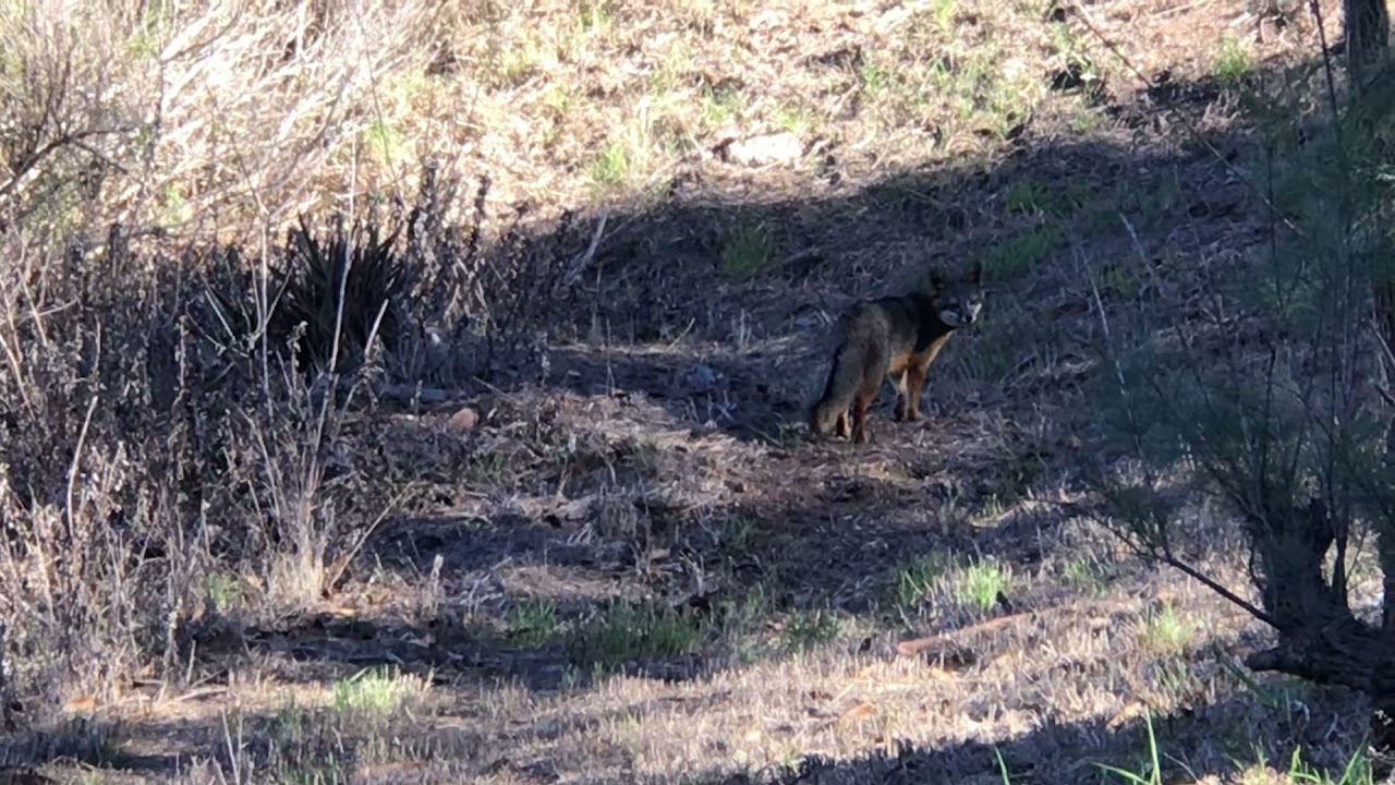 Santa Rosa Island Fox 2021 - YouTube