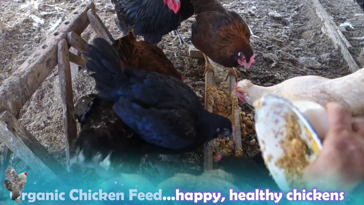 Make And Mix Chicken Feed - Organic Chicken Feed...happy, healthy ...