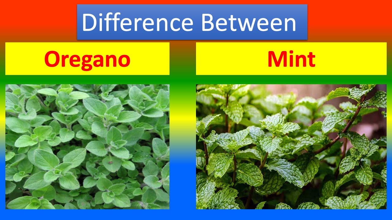 Differences Between Medical And Health Benefits Of Oregano and Mint ...