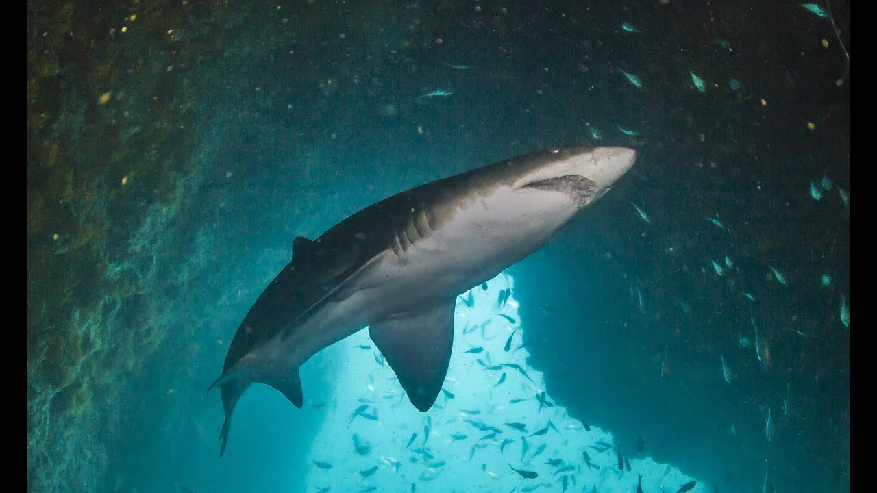 Fish Rock Cave dive, South West Rocks - YouTube