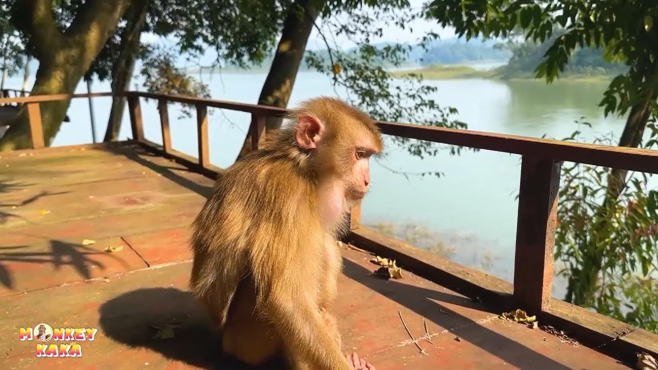 It's sad that dad can't bring Monkey Kaka back to the family. - YouTube