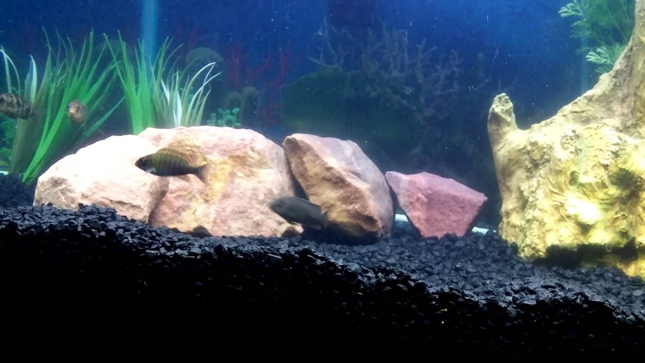 New african milomo aka vc10 cichlid - YouTube