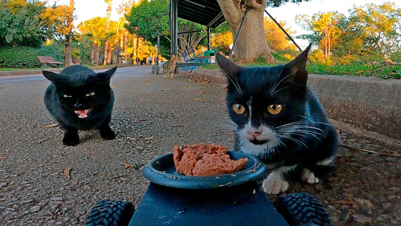 Robot feeds cats! Stray cats react to robot food delivery! - YouTube