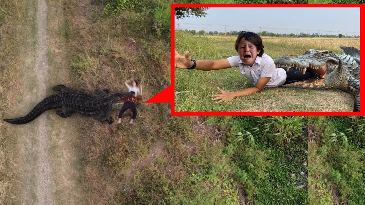 โดรนจับภาพจระเข้กินคน crocodiles vs human - YouTube