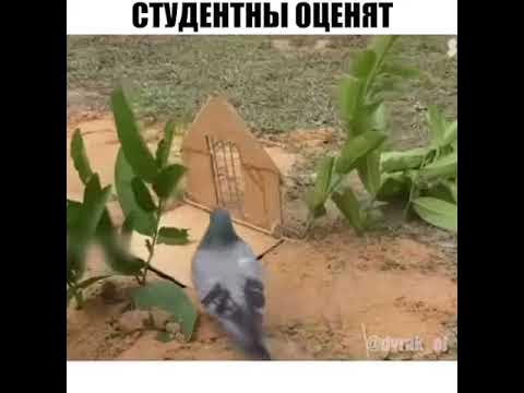 Ловушка для птиц - YouTube