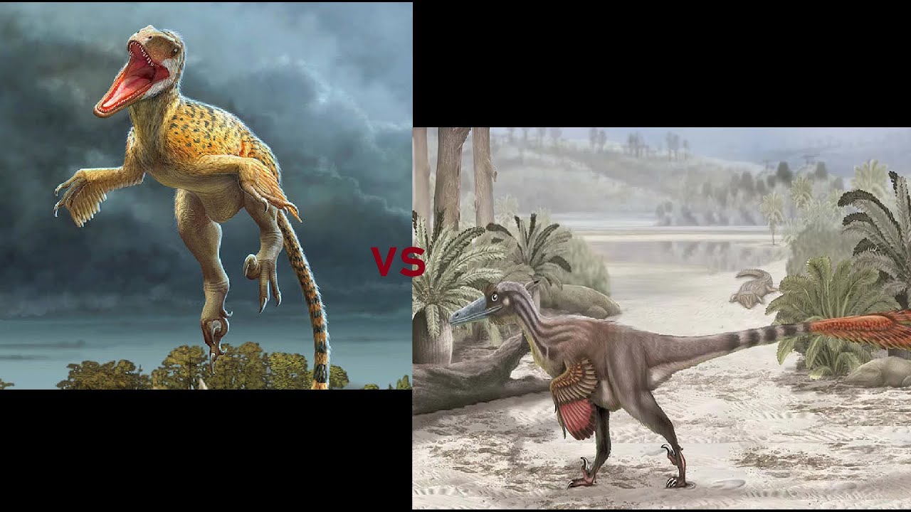 utah raptor vs austroraptor edit - YouTube