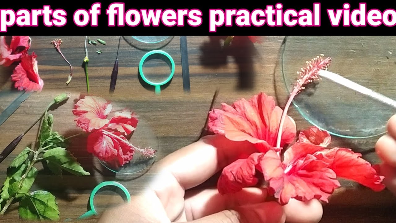 Dissection of a hibiscus flowers/parts of a flowers -hibiscus ...