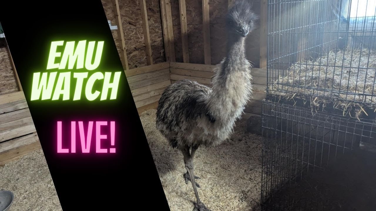 Its not every day you get to see an EMU LIVE! But today is your lucky ...