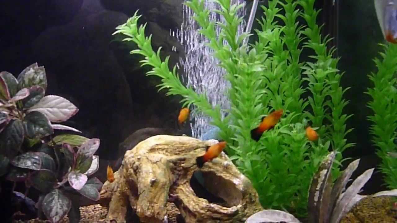 55G Freshwater Community Aquarium Featuring Platies - YouTube