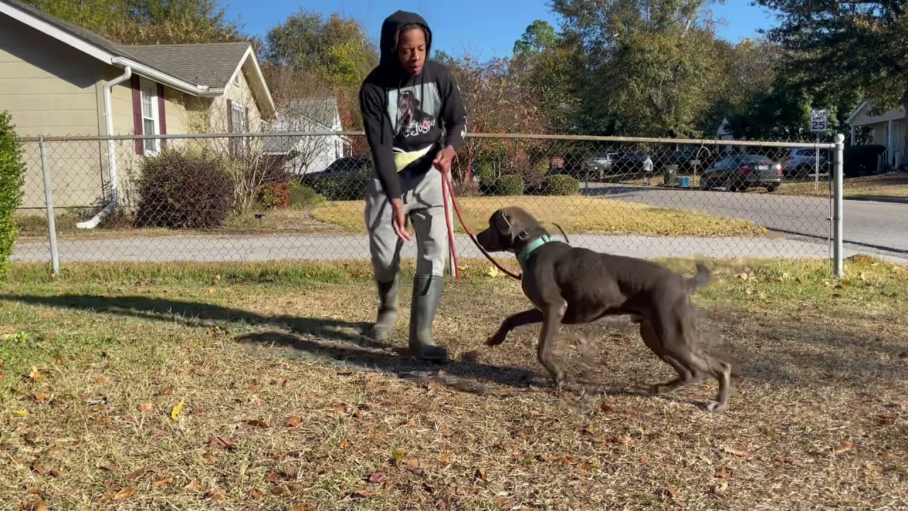 Teaching your dog the down command in 5 minutes 🐕🐕 - YouTube