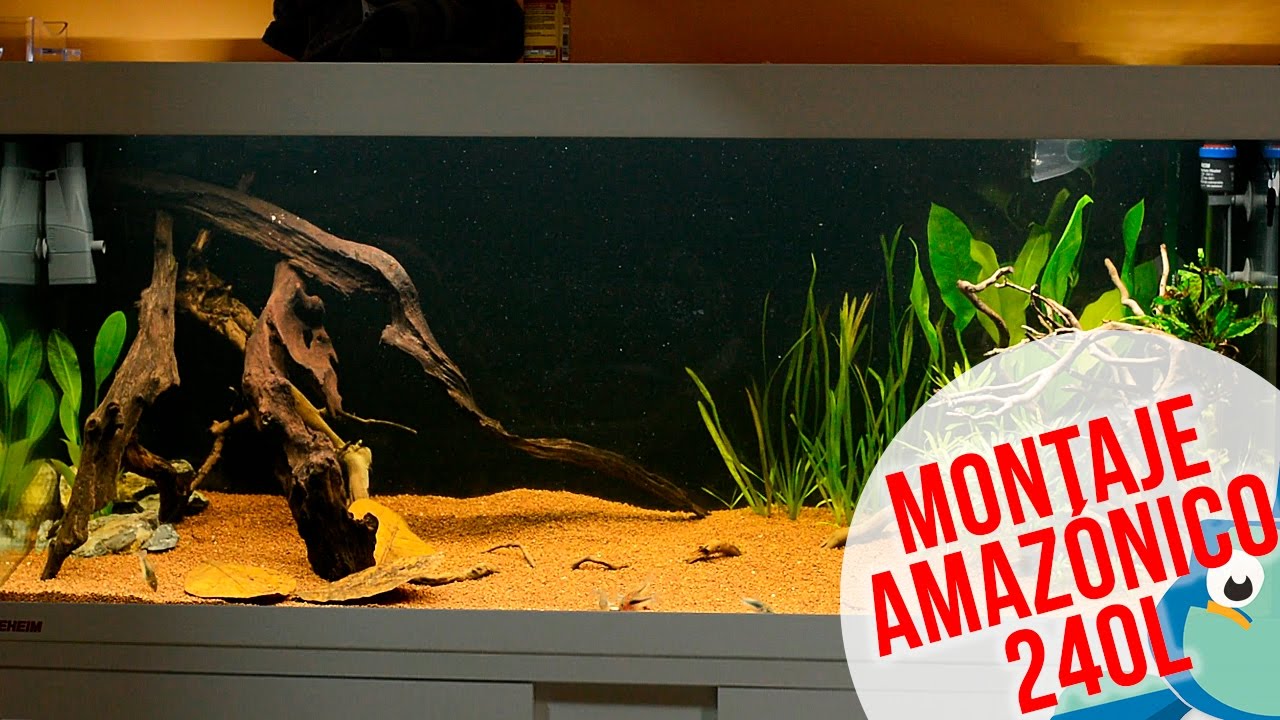 MONTAJE ACUARIO AMAZÓNICO 240 LITROS - Preparación del agua y primeros ...