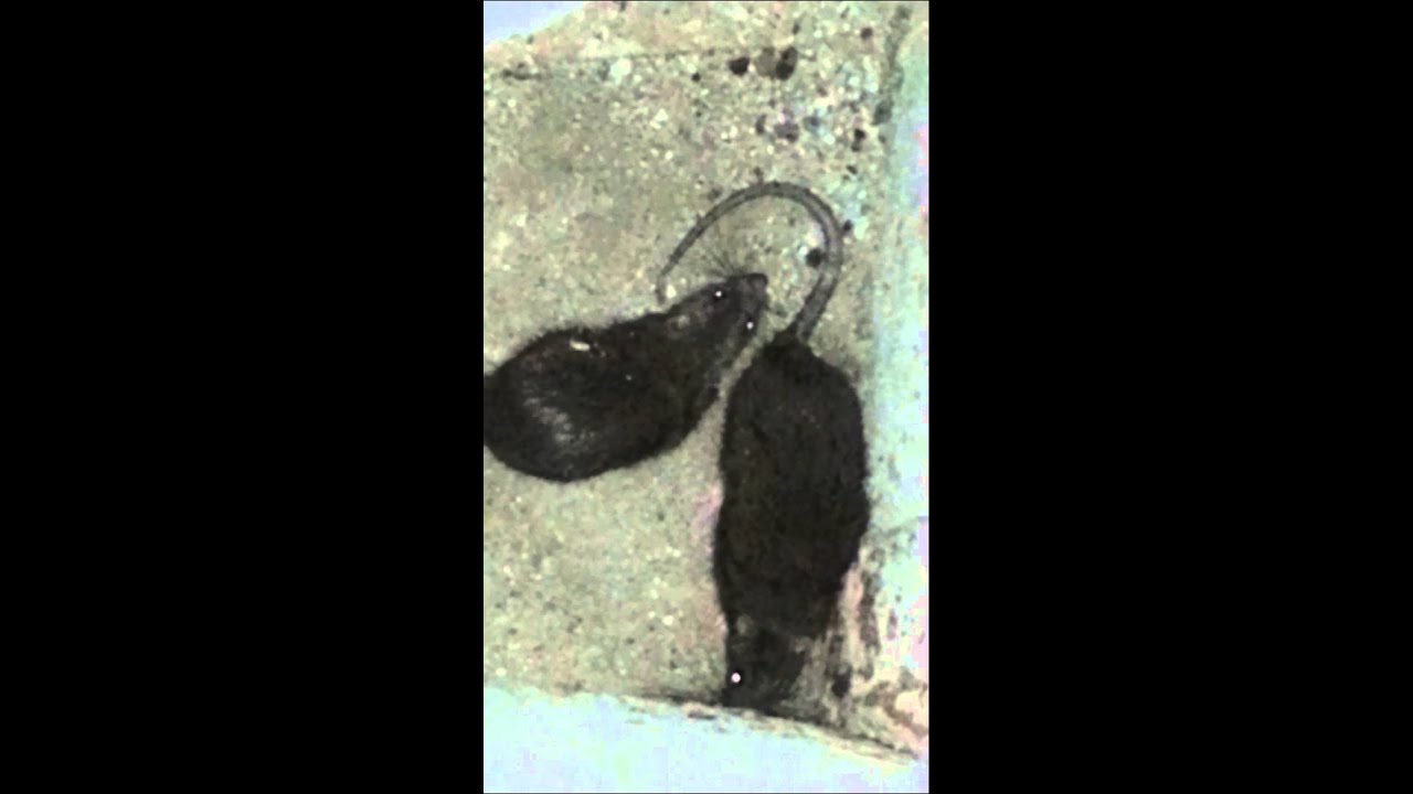 Most dangerous mouse on earth. - YouTube