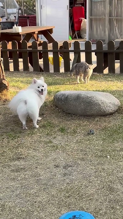 용맹해보이지만 사실 고양이가 무서운 겨울이 ㅋㅋㅋㅋㅋㅋㅋ 절대 가까이는 가지 않는 🤣🤣 Youtube