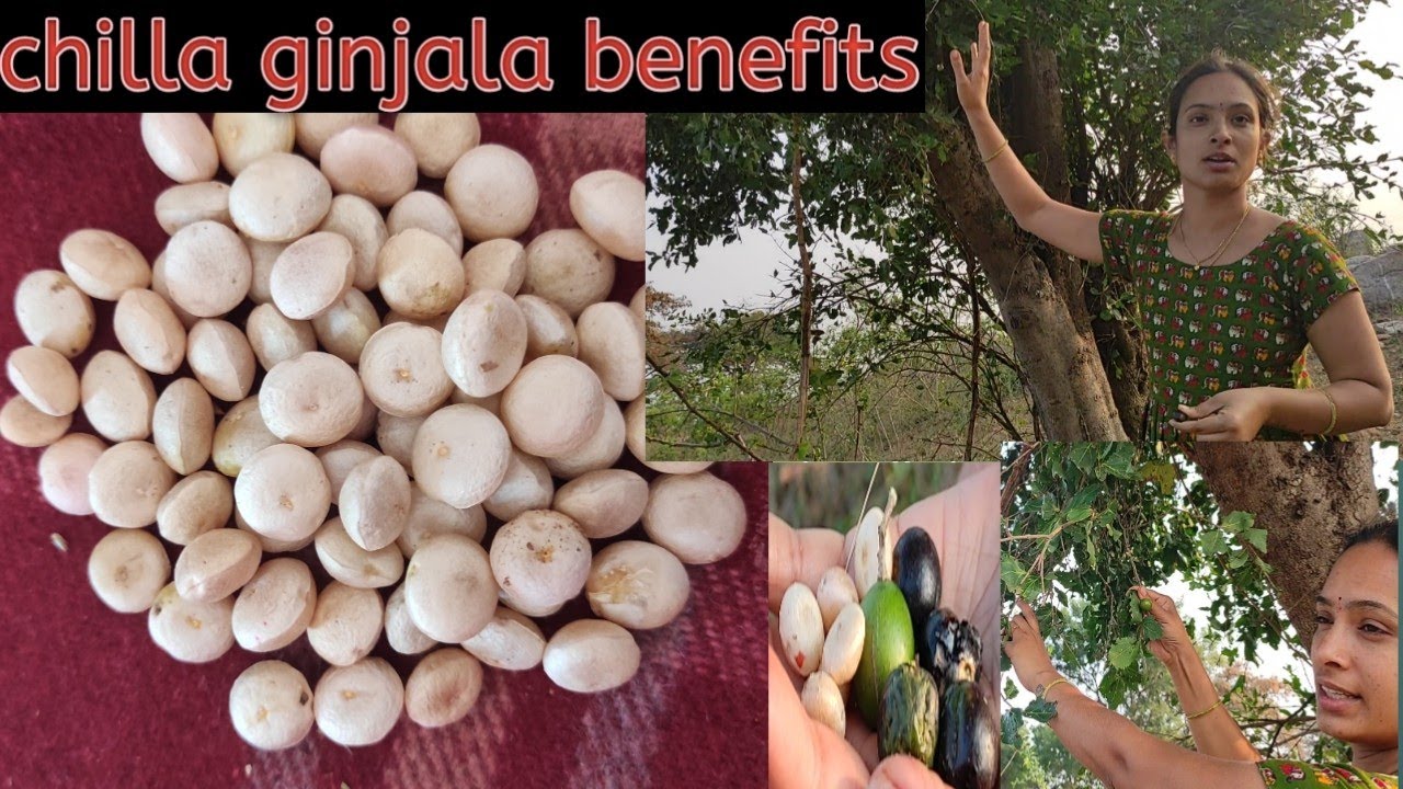 చిల్ల గింజలు అంటే ఏంటి వాటి ఉపయోగాలు// # chilla ginjala benefits ...