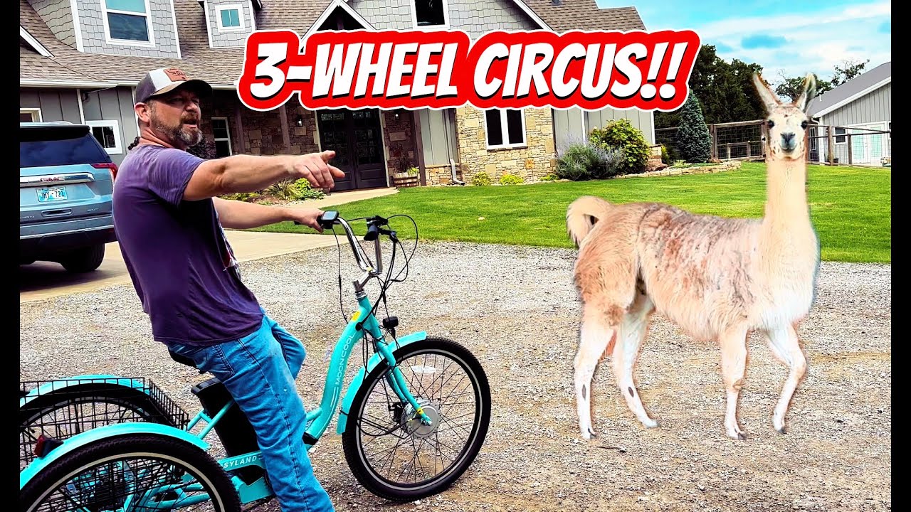 Hilarious Llama Herding Fail: What NOT to Do - YouTube