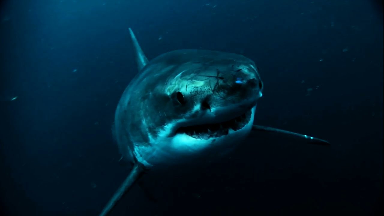 The Perfect Predator - YouTube