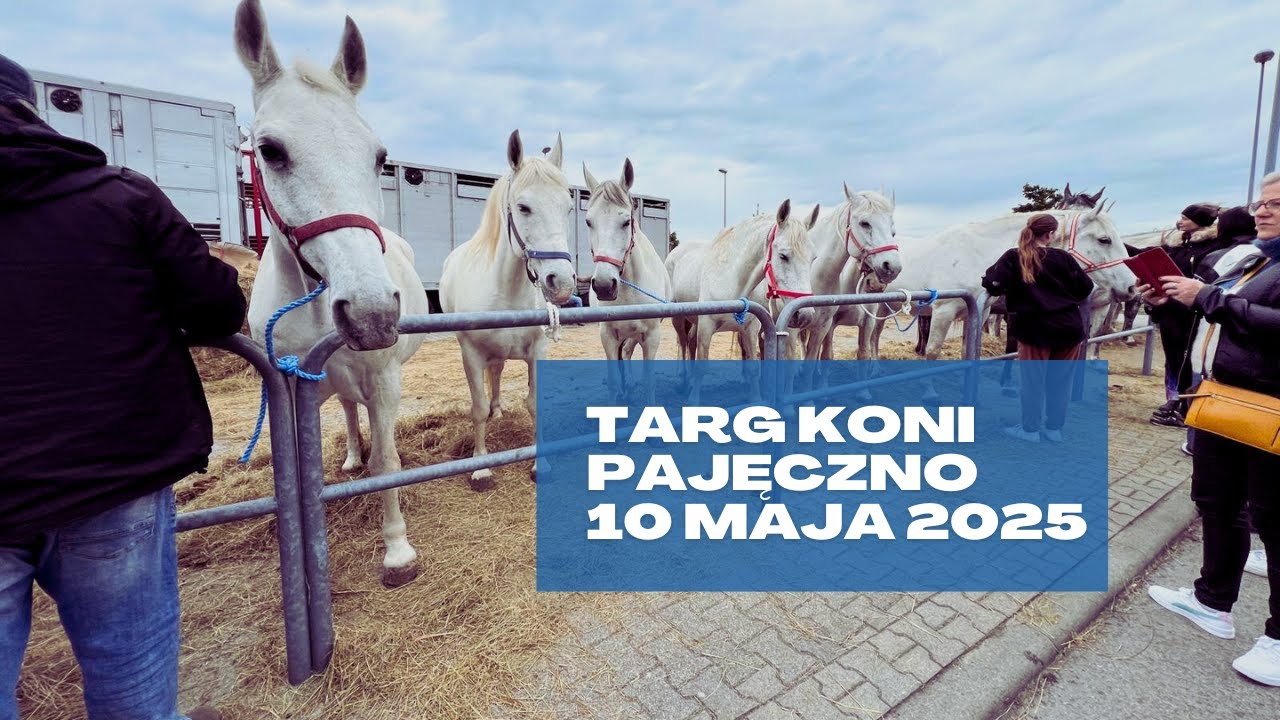 Targi Końskie, Pajęczno 10 maj 2025 - Targ koni - YouTube