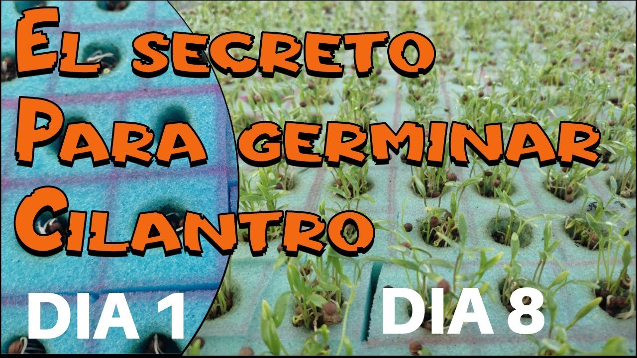 Como germinar cilantro 100% EFECTIVO guía completa(PASO A PASO)te ...