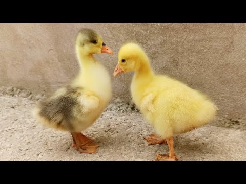 Qaz balaları satılır