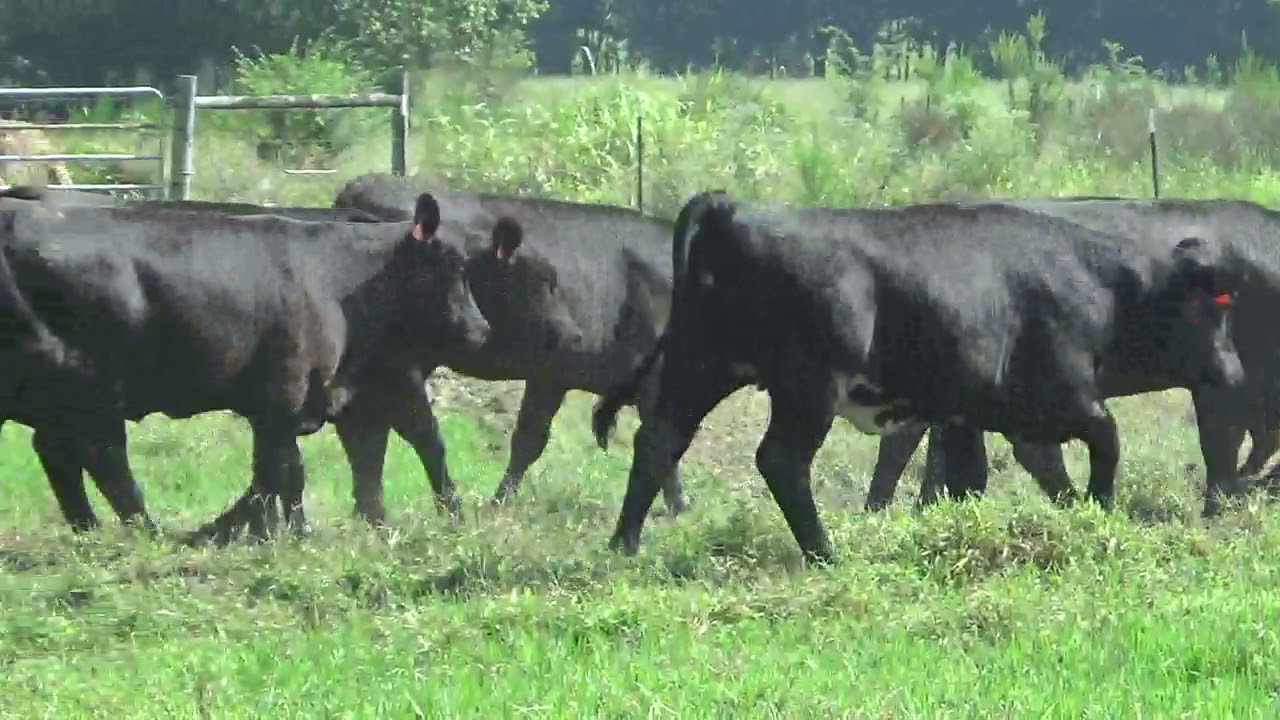 720# Heifers Arab Livestock Market 8-31-2021 - YouTube