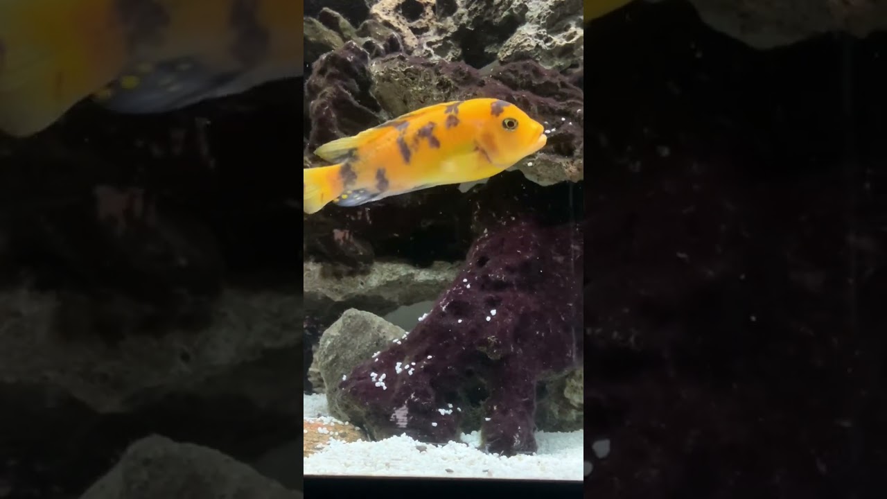 African cichlids rockscape - YouTube