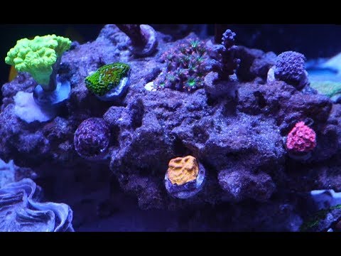Coral Reef Tank | Update | New Corals - YouTube
