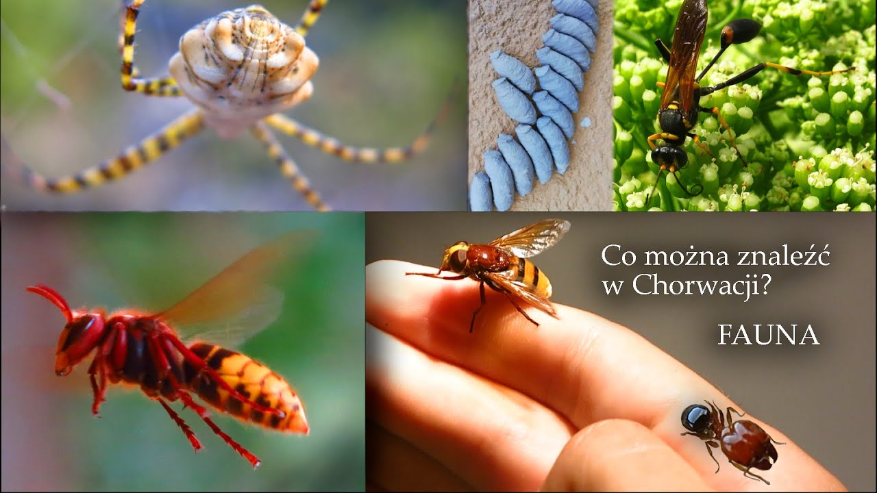 Osy i szerszenie w Chorwacji- fauna śródziemnomorska. - YouTube