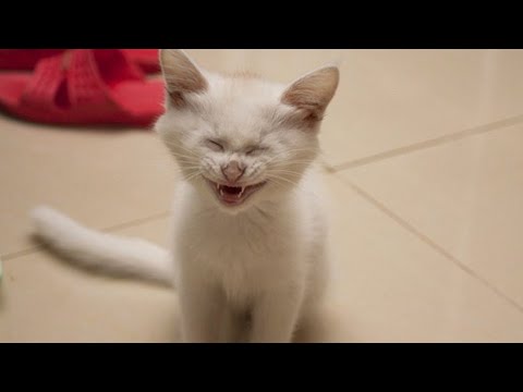 Cat processing...failed! - YouTube