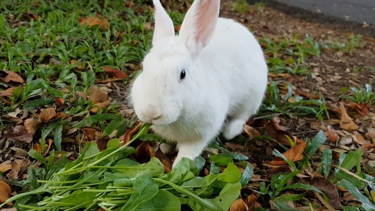 Unlimited Sugar day 5. I fed the rabbits - YouTube