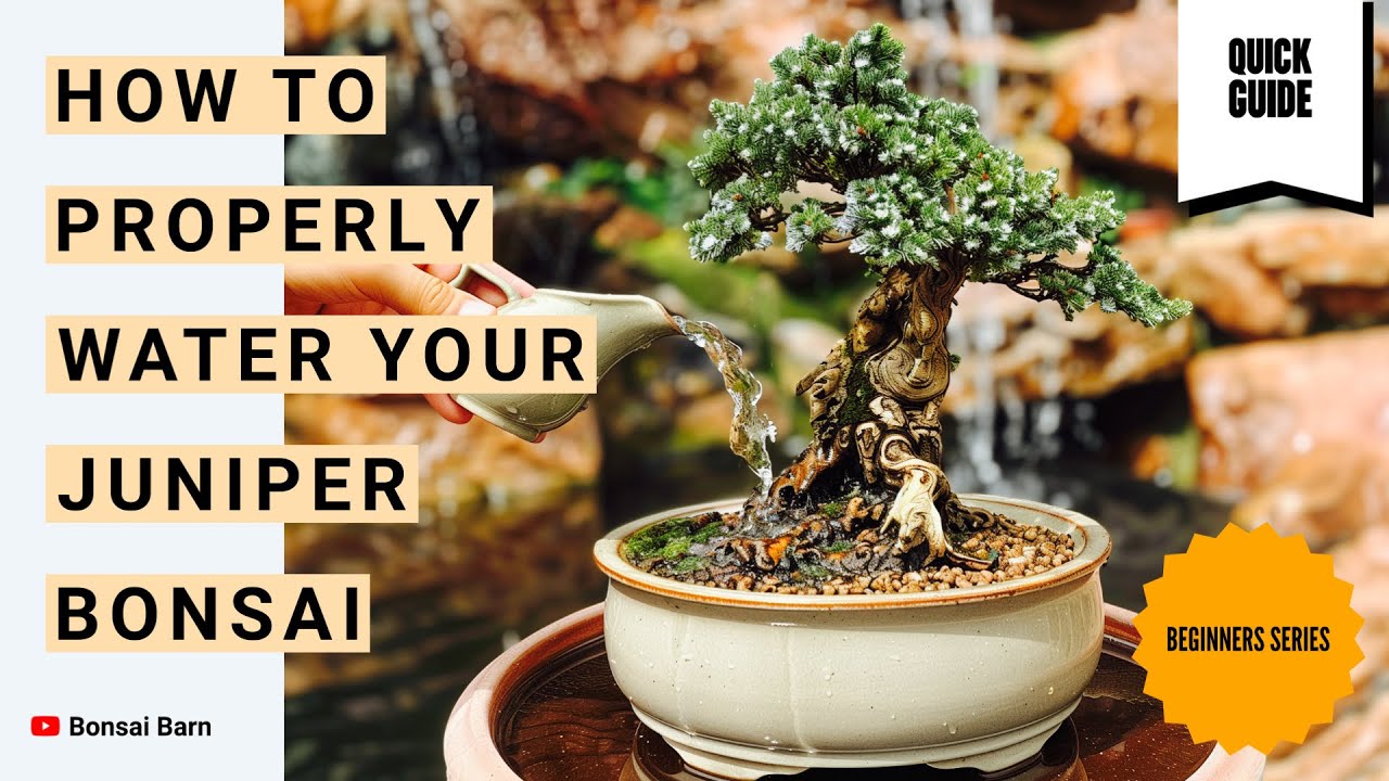 “Juniper Bonsai Watering: Secrets to Keep It Thriving” - YouTube