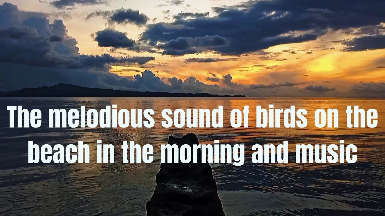 The melodious sound of birds on the beach in the morning and music ...