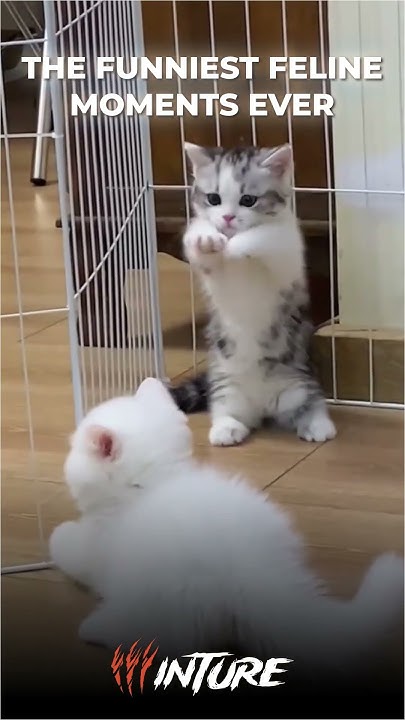The Funniest Feline Moments Ever Youtube