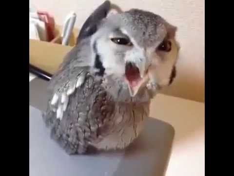 Speaking Owl "Hey!" - YouTube