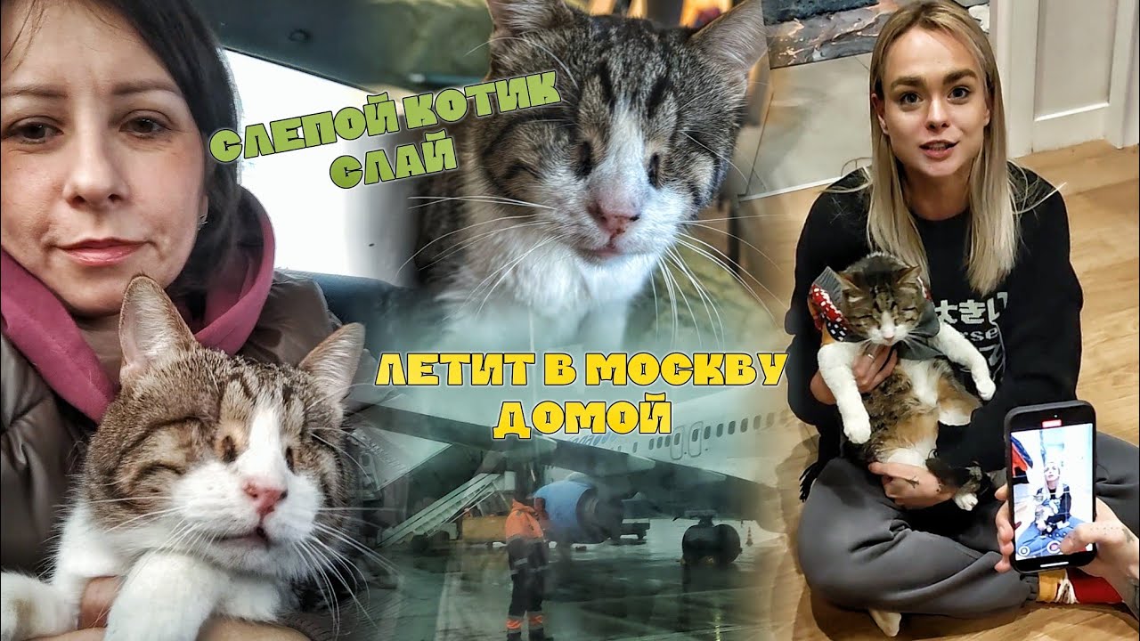 Слепой котик Слай полетел домой в Москву. - YouTube