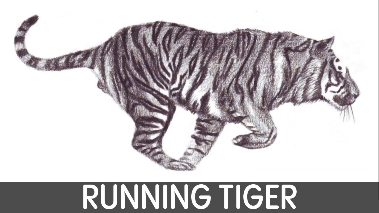 How To Draw Running Tiger, Step by step - YouTube