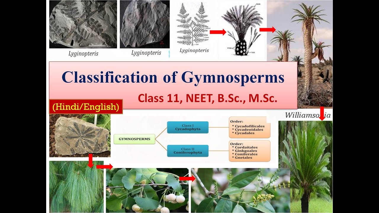 Gymnosperms Classification And Main Orders Botany Gymnosperms