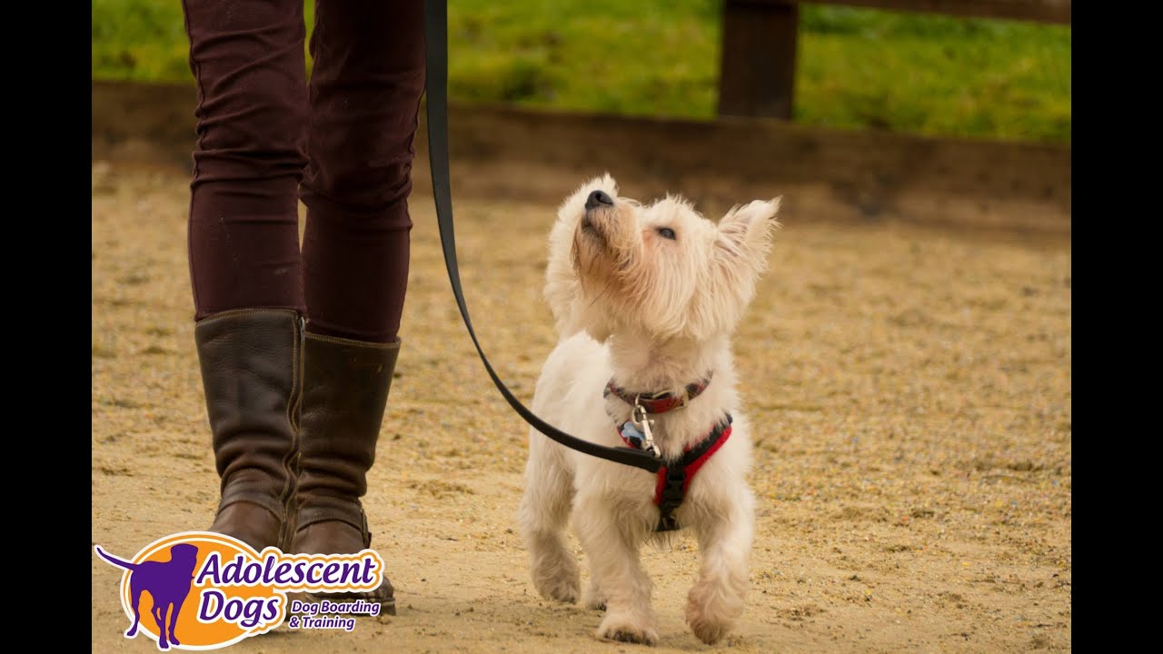 Henry - Westie - 4 Week Residential Dog Training at Adolescent Dogs ...