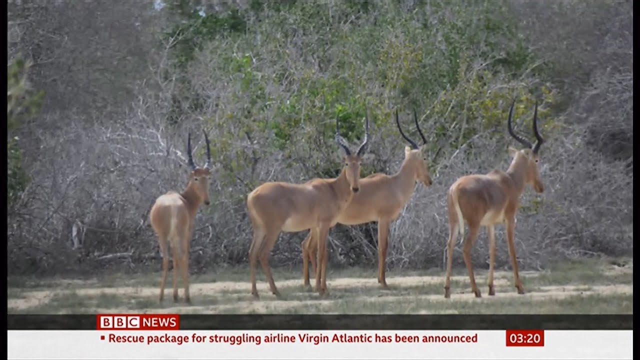 Hirola antelope - and the fight to save them (Kenya/Somlia) - BBC News ...
