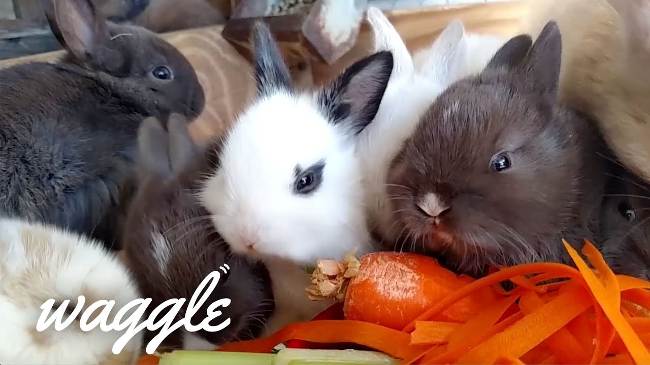 Ridiculously Cute Rabbits | Funny Animal Compilation - YouTube