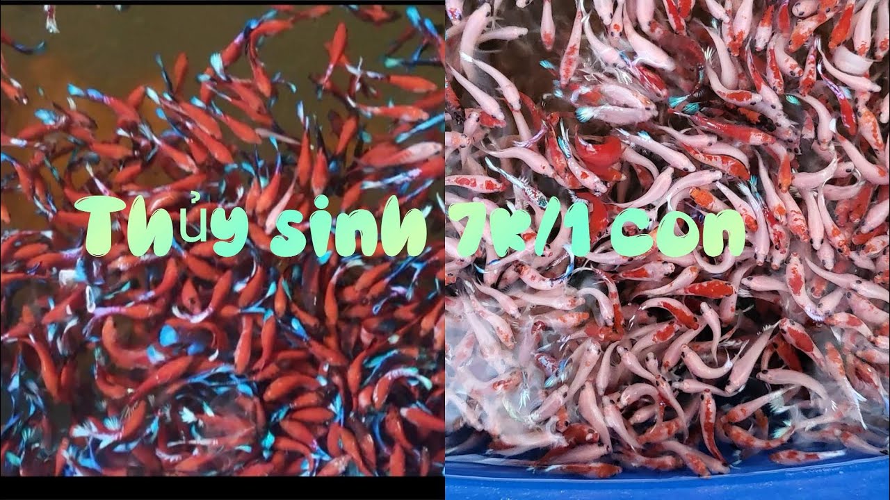 Đợt cá 29 - 02 - 2024 Red Fancy Star Tail | Betta giá học sinh | Thanh ...