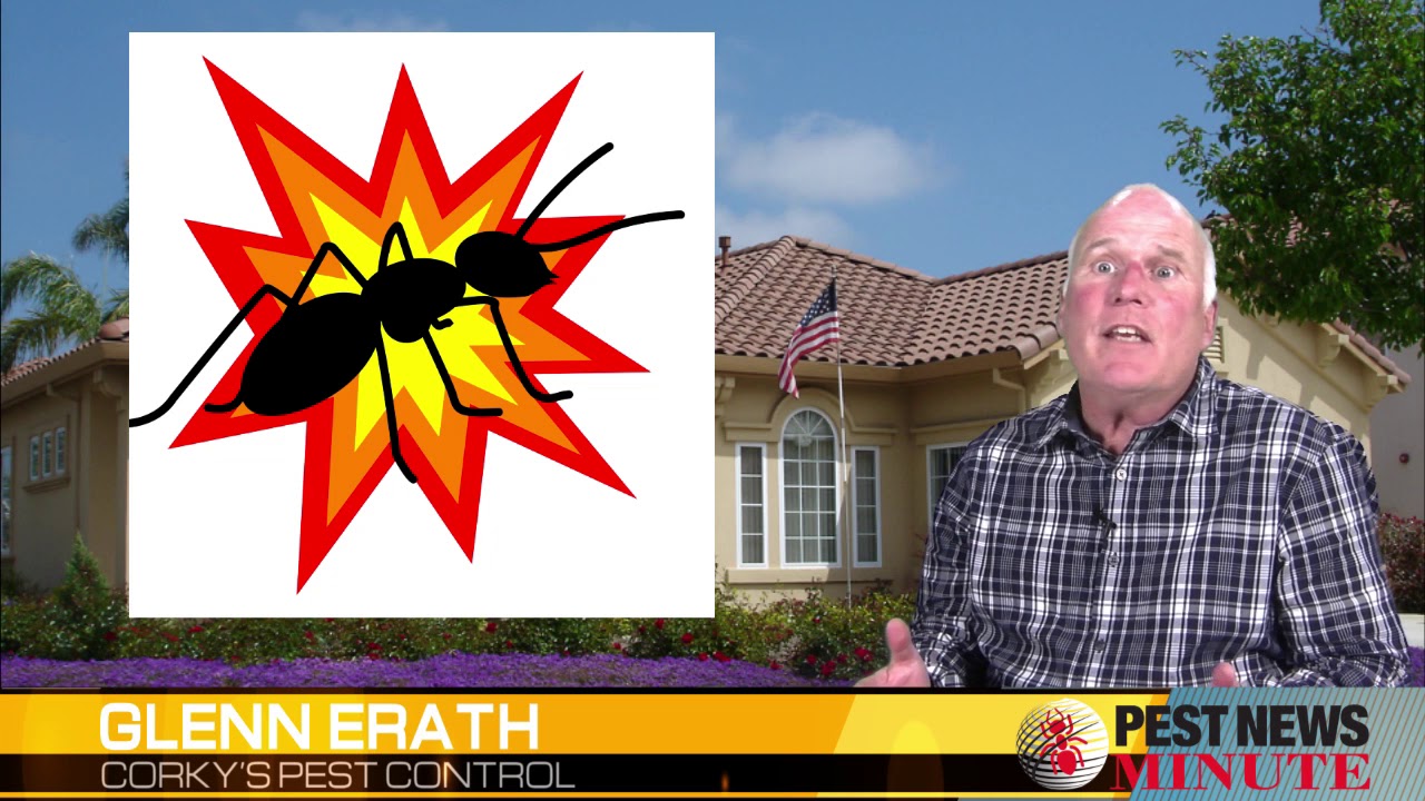 Exploding Ants - YouTube