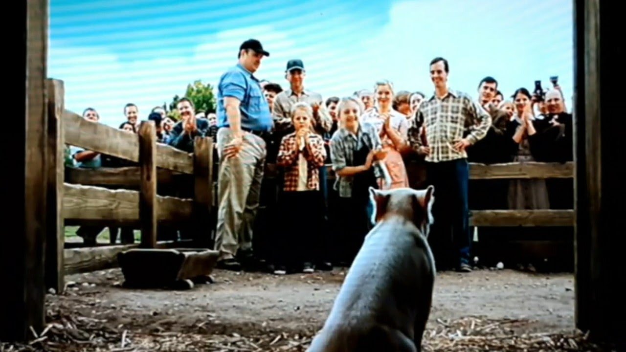 some pig part 2 - YouTube