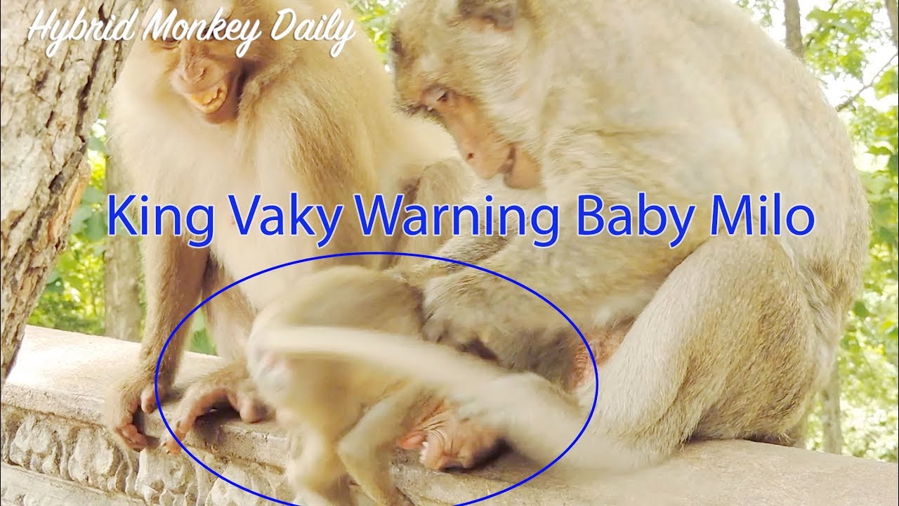 Terrible Warning So Hurt To Adorable Baby Milo By New King Vaky / Why ...