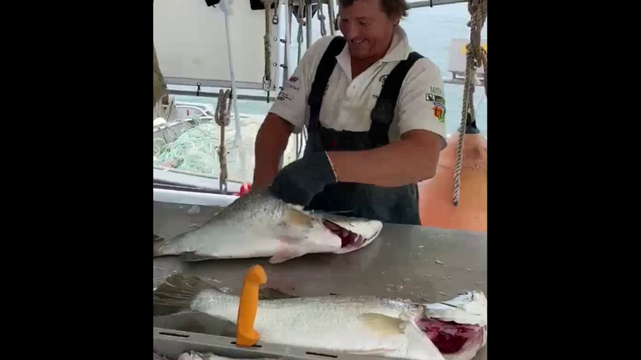 Wild Barra Fisheries - Fresh Barramundi - YouTube