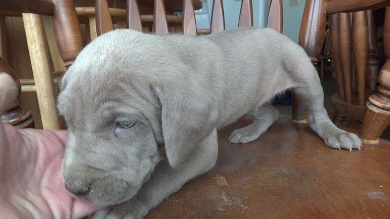 Great Weimar Pups! 5 1/2 weeks old - YouTube