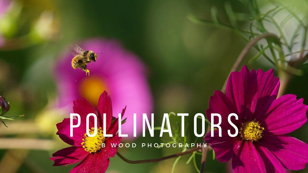 🐝🦋 Insect Pollinators - Up Close and Personal | 6 Interesting Facts 🐜🪲🪰 ...