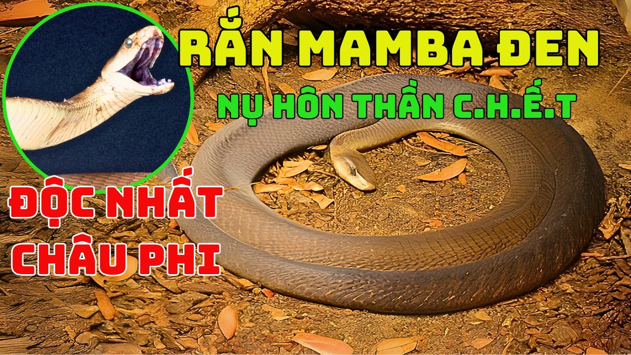 Rắn Mamba Đen Cổ Quan Tài Di Động - Loài Rắn Độc Nhất Châu Phi - YouTube