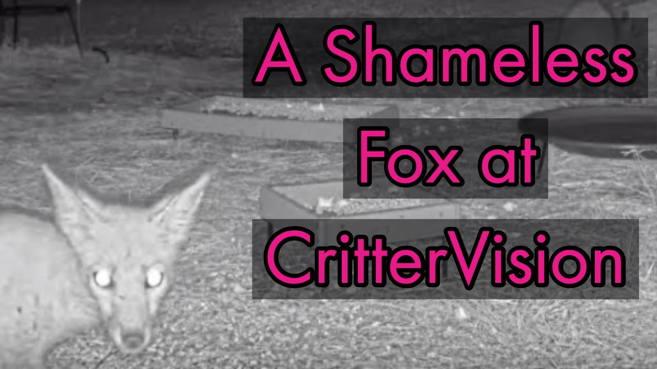 Cheeky little fox at CritterVision! - YouTube