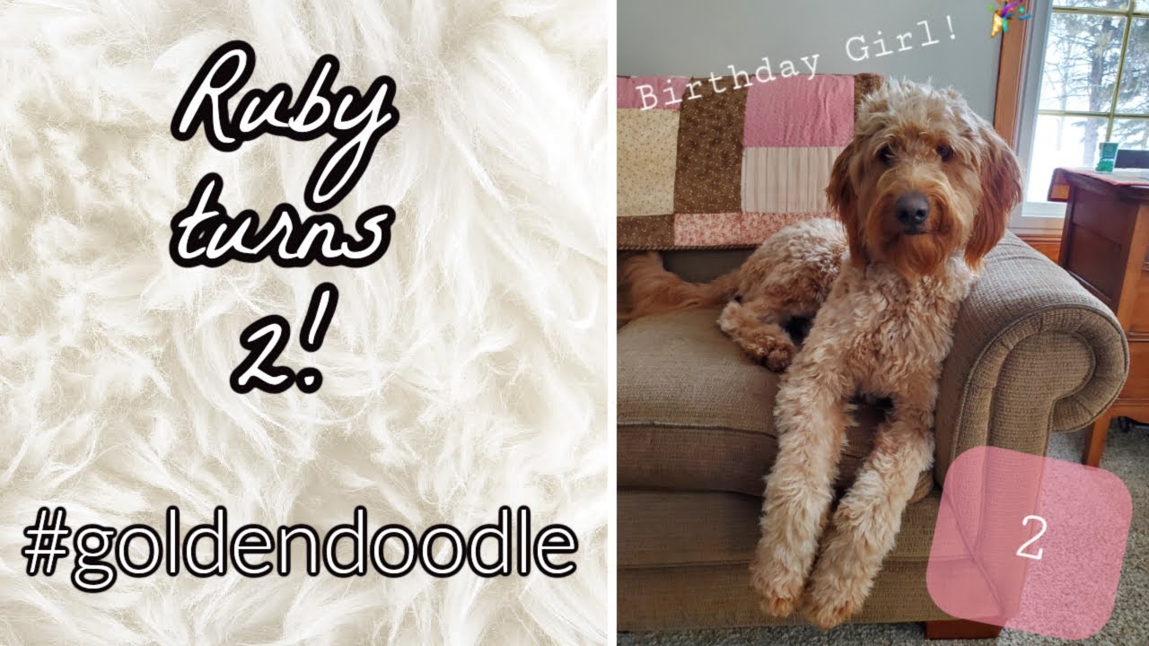 Goldendoodle Puppy Growing Up - YouTube